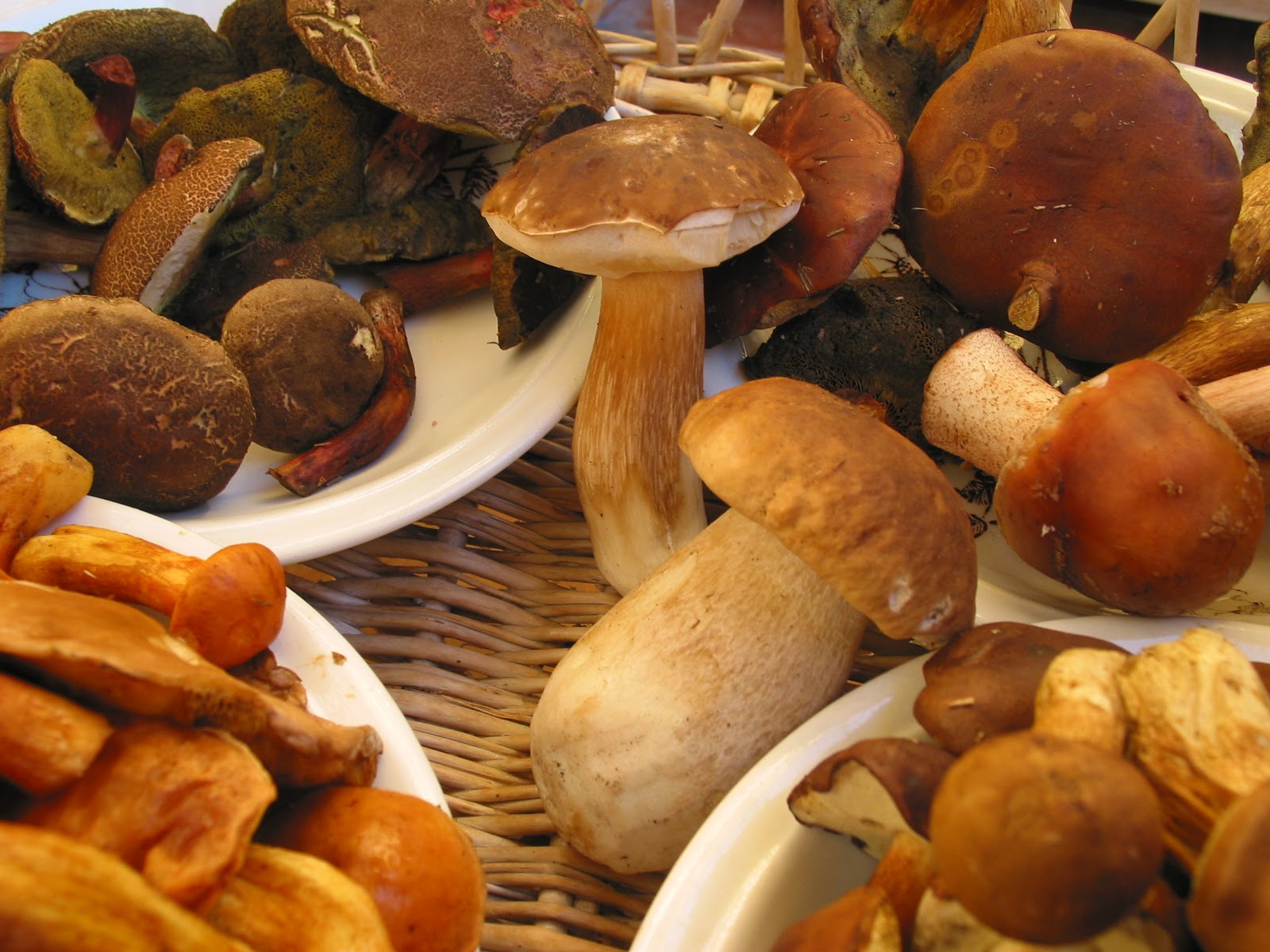 Šamanovo doupě: Na houby!