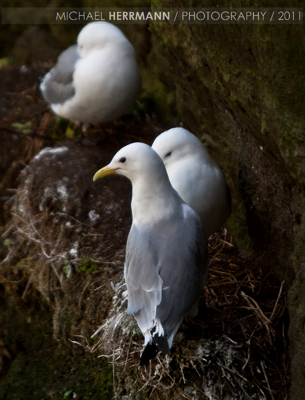 Landscape Photography in Kerry, Ireland: Skellig birds, part three.