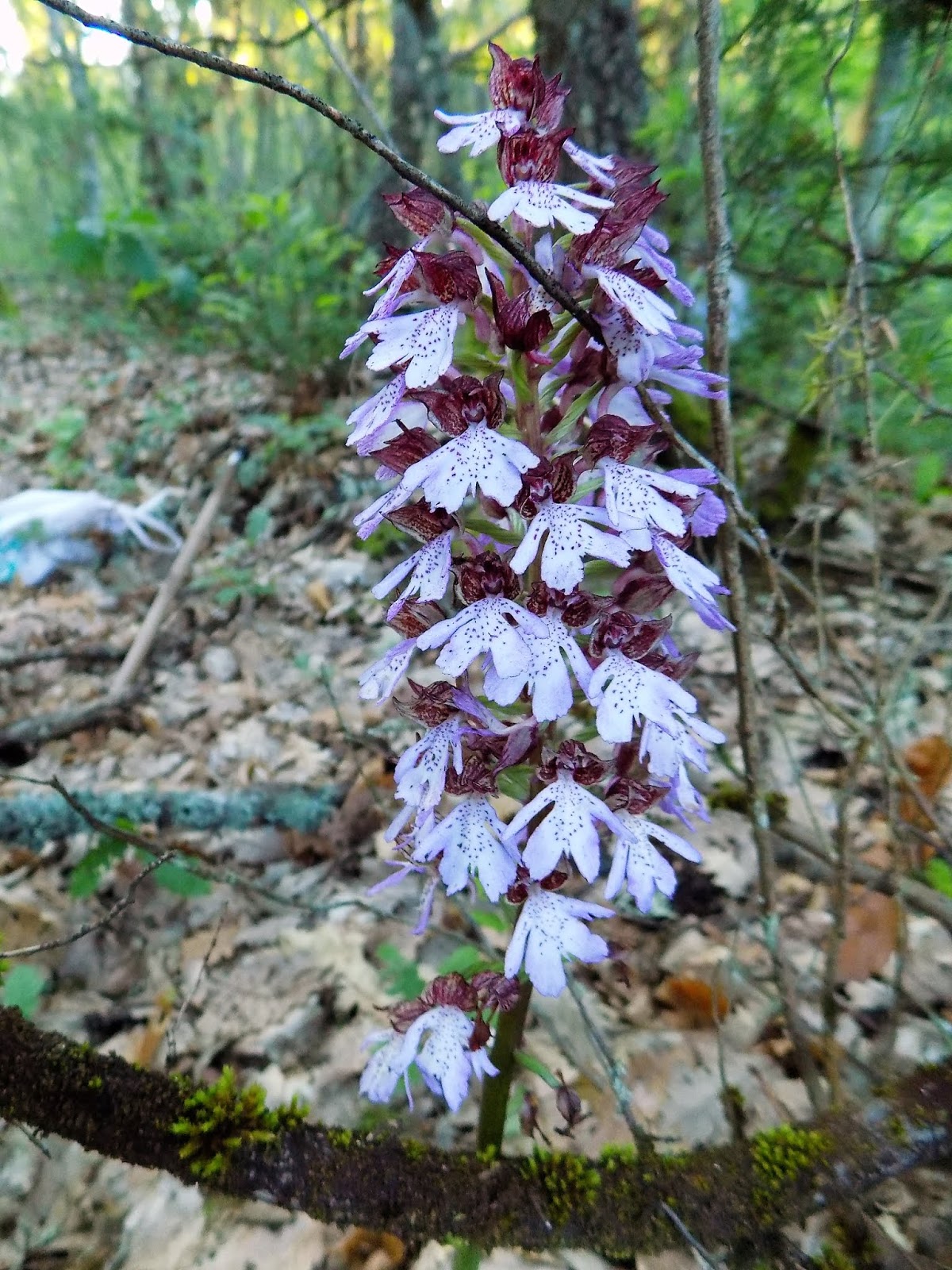 Divlje orhideje u okolini Kraljeva