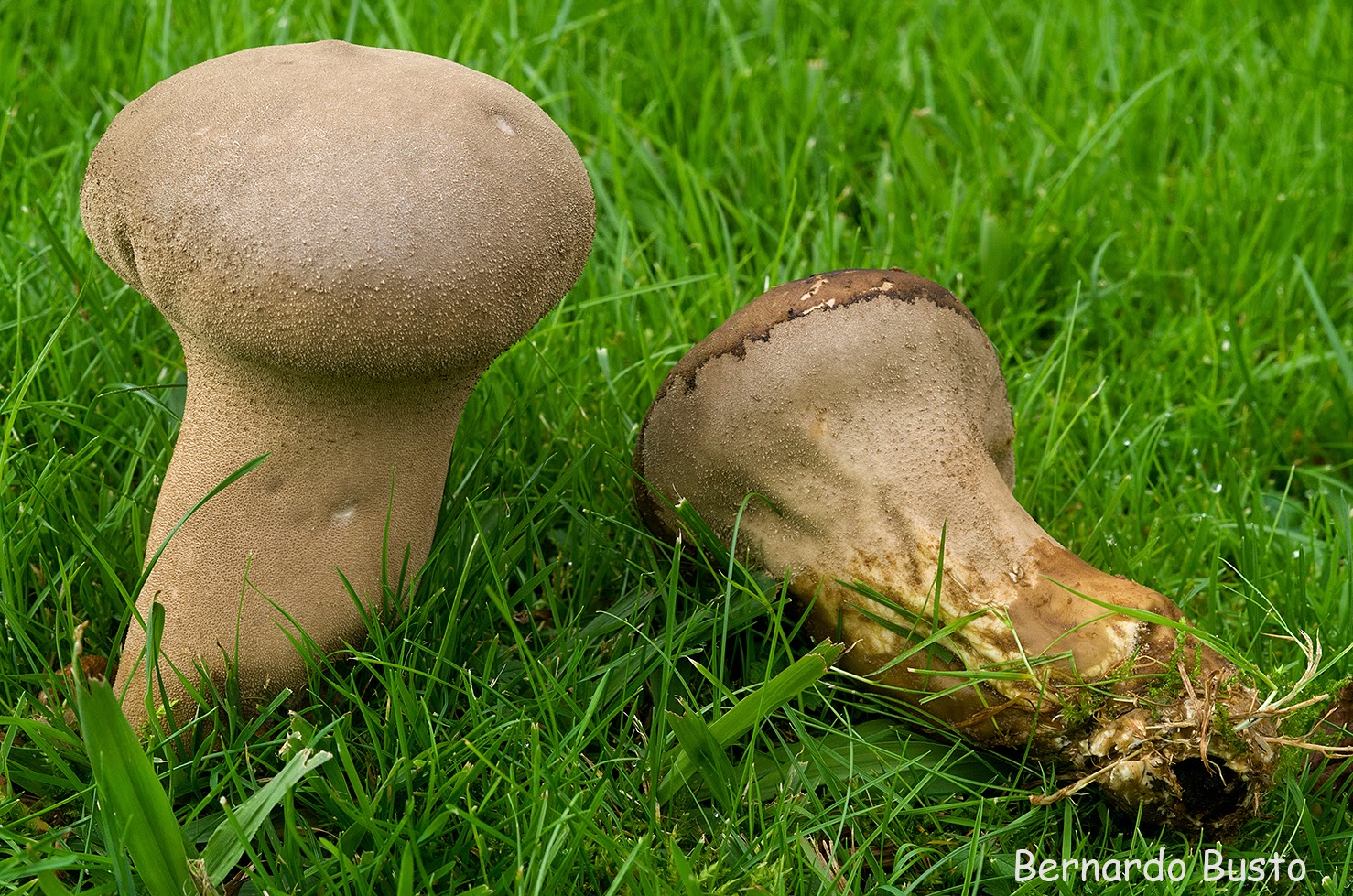 RÍA DE LA VILLA: Una seta peculiar