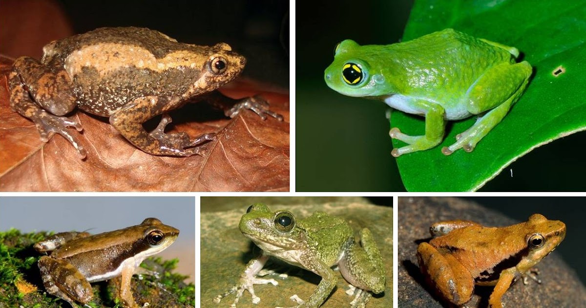 Species New to Science: India's 5 Lost Frogs Rediscoverd, including ...