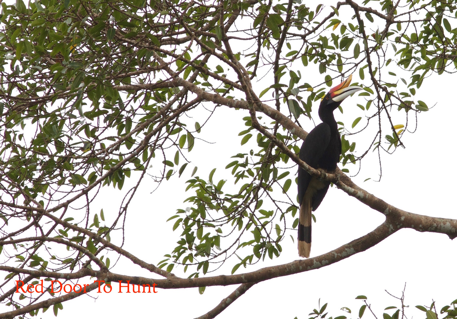 RED Door To Hunt: Konservasi Burung Enggang Badak Di Sungai Panjang ...
