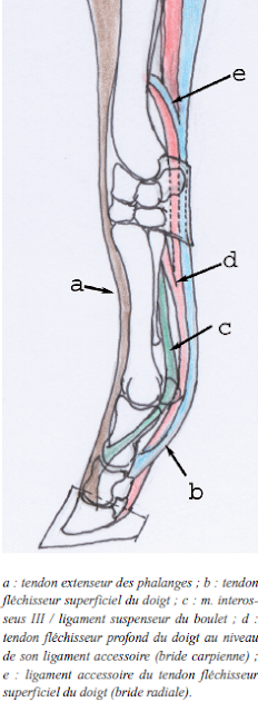 Nél & co: Biblio : tendinite chez le cheval