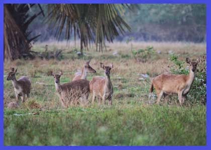 Melihat Kawanan Banteng Di Padang Rumput Sadengan | Wisata Area Blog ...
