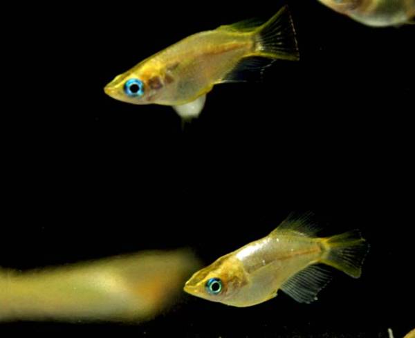 Goldfish Garage: A Two Car Fishroom: Medaka: Japanese Rice fish ...