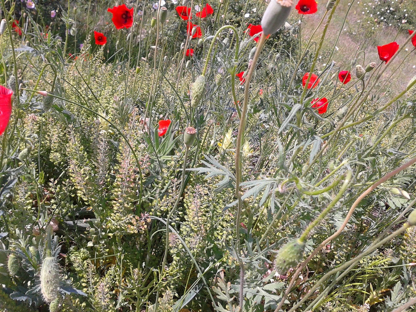 Pipacs virágzás | Fotózunk...