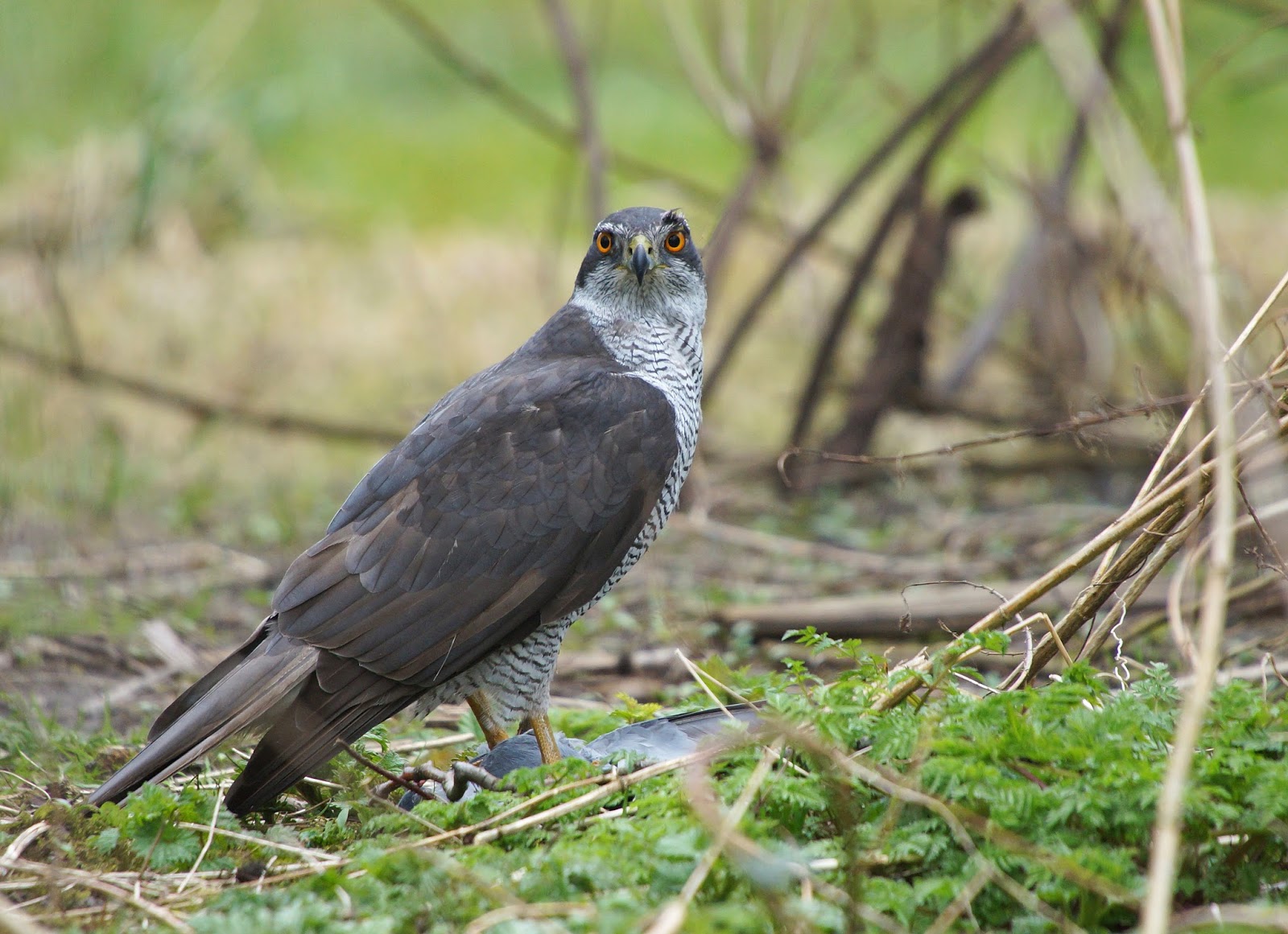 De wereld door mijn lenzen: De Havik en de Grutto