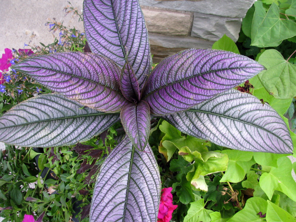 Exuberant Color : Checking out the flowers......