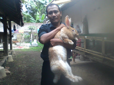 Herman Rabbit Farm Banyuwangi