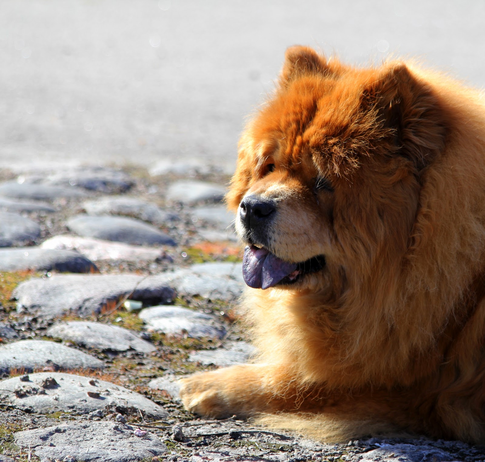 Vikki kuvailee: huhtikuuta 2012