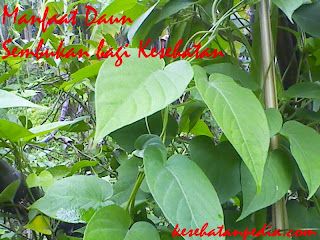 Khasiat Daun Sembukan bagi Kesehatan - kesehatanpedia