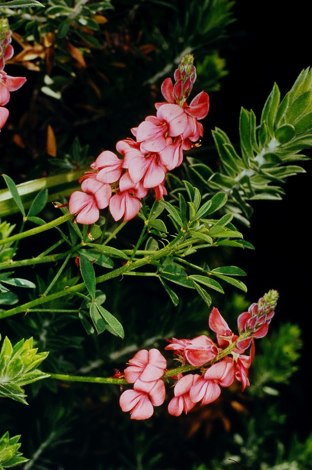 Botany Professor: Flowers, Compound Flowers, and Superflowers