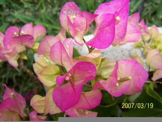 Dian Yang Tak Pernah Padam: ANEKA JENIS DAN MACAM BUNGA KERTAS ...