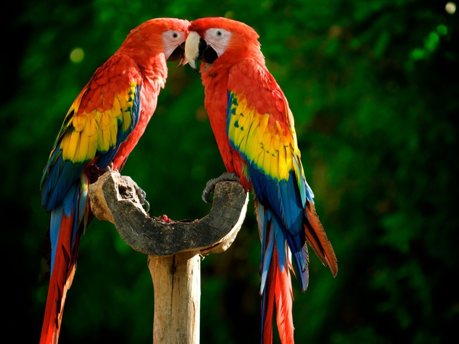 Imagenes de loros en HD - Imagui