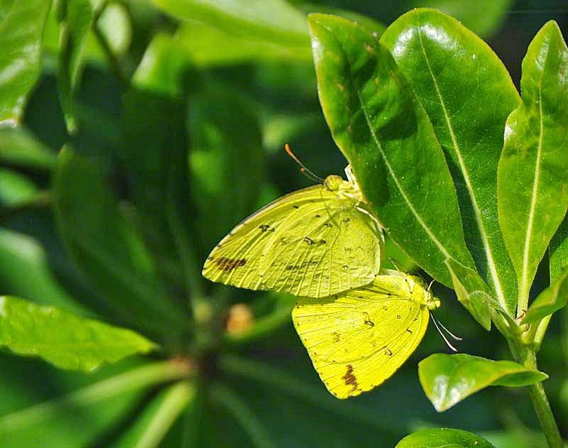 Ryukyu Life: A Pair of Common Yellow Grass Butterflies (Photos)