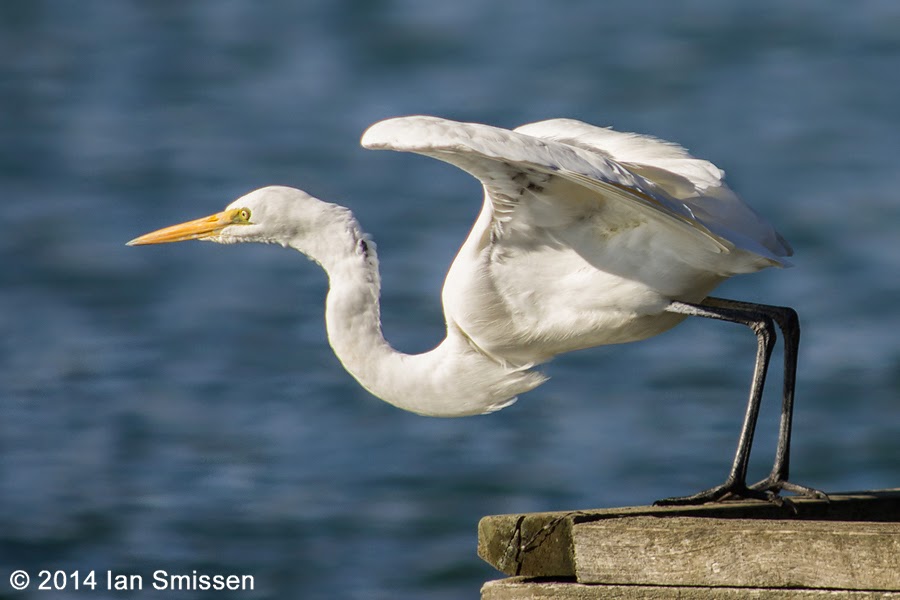 Eastern Great Egret Sounds In Night In
