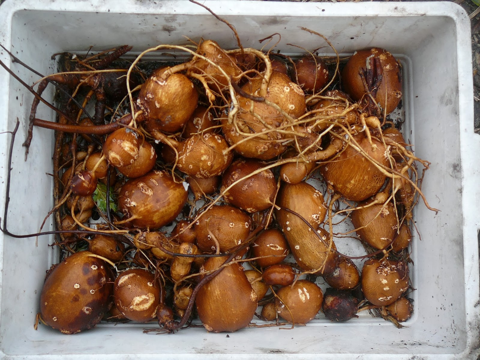 People, Plants, Landscapes: American Ground Nut or Hopniss