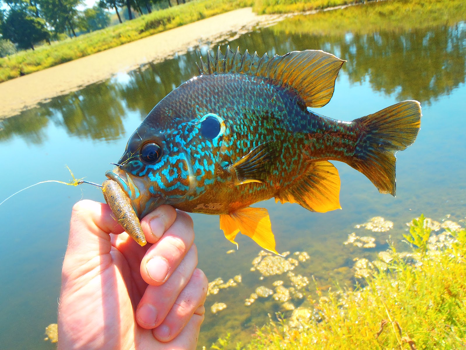 Flyyak: The Prettiest Fish I Have Ever Caught