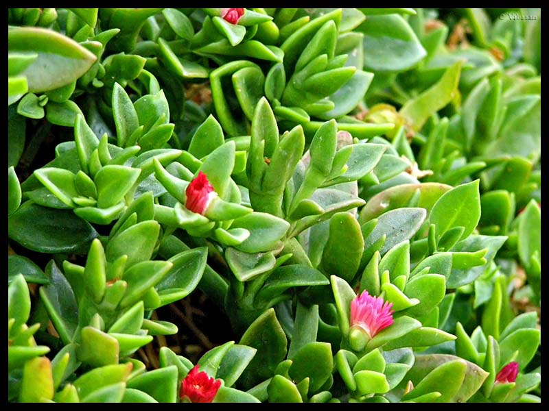 PLANTAS PARA TENER EN UNA CASA: enero 2012