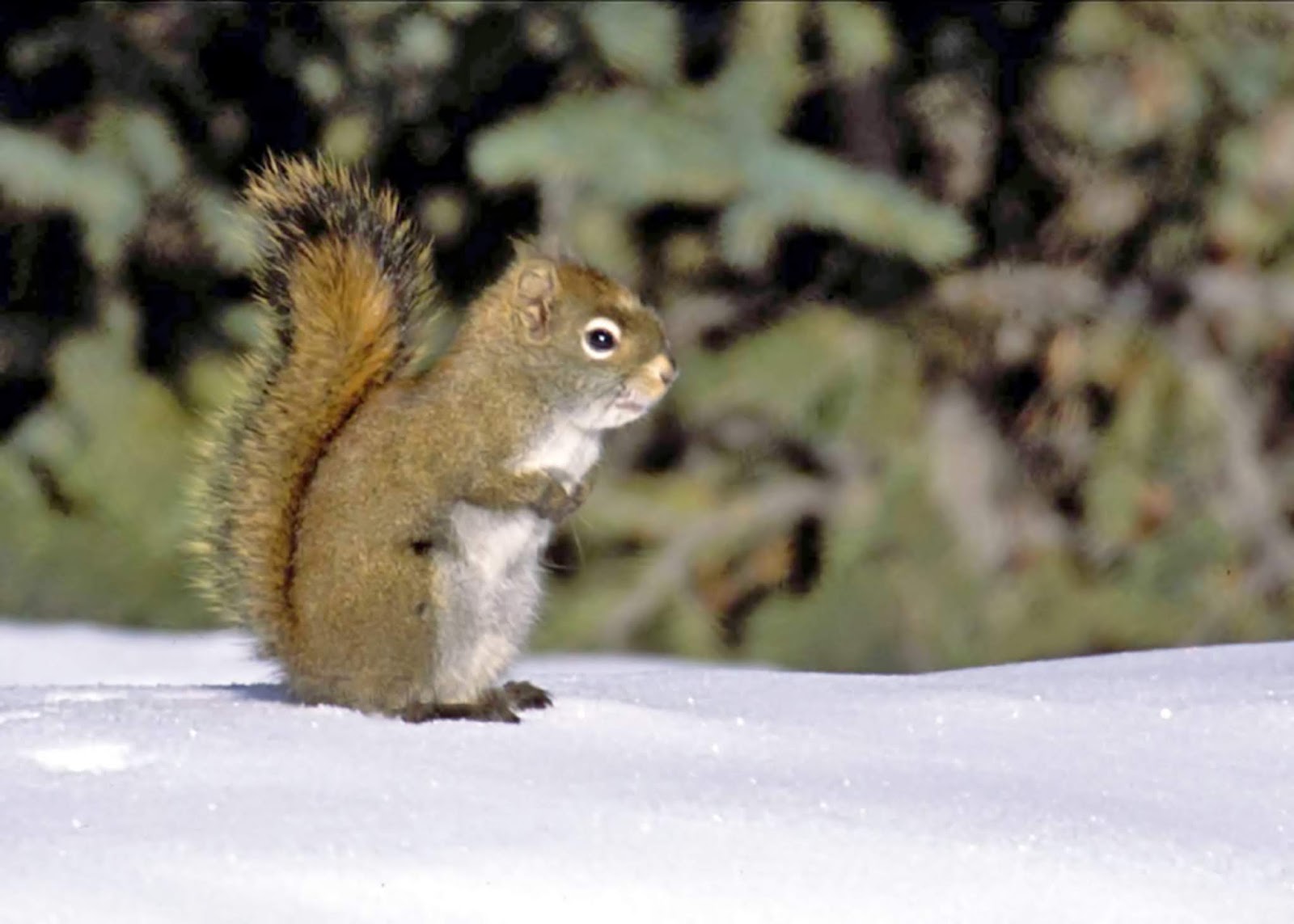 The Azure Gate: Winter Wildlife Photos: Red Squirrel
