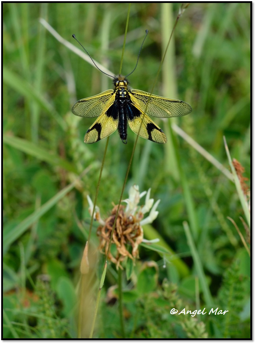 Flores y Bichos ***: Libelloides longicornis (Montaña Oriental Leonesa ...