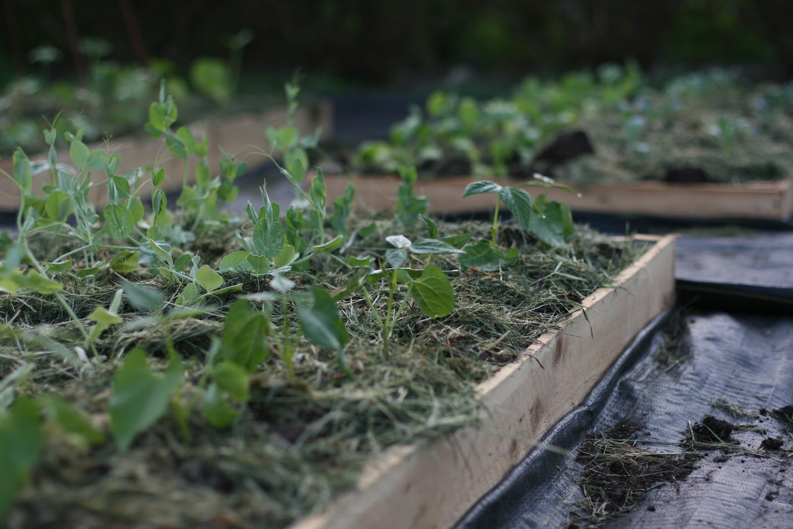 the pea patch - Floret Flowers