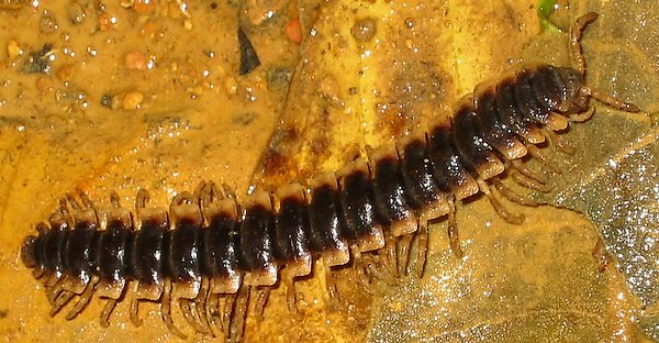 El ciempiés - Animales