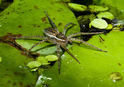 Diving bell spider | The Life of Animals