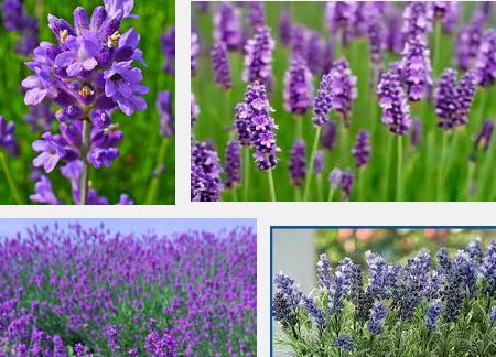 Lavender : klasifikasi, morfologi, dan manfaat tanaman lavender - Blog ...