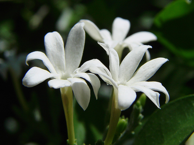Studio Floral Dora Santoro: Jasmim