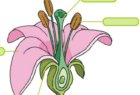 Partes de una flor - Imagui