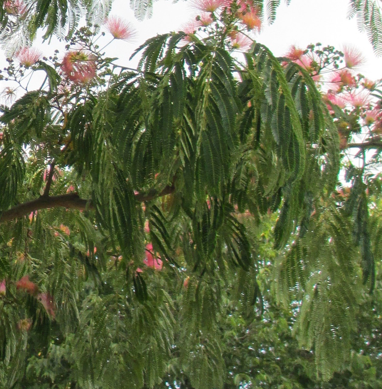 Que Es El Yopo at Marilyn Bolin blog