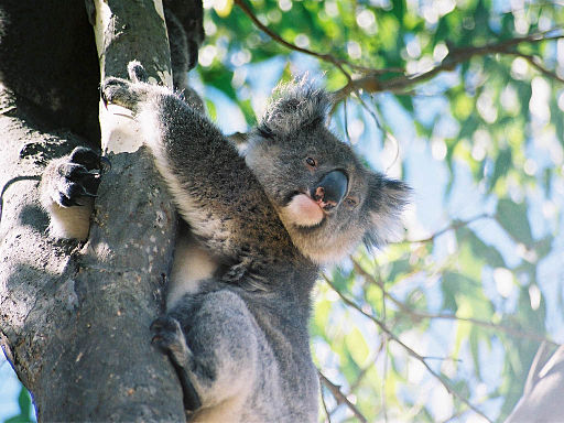 Inkfish: The Case of the Hollering Koala