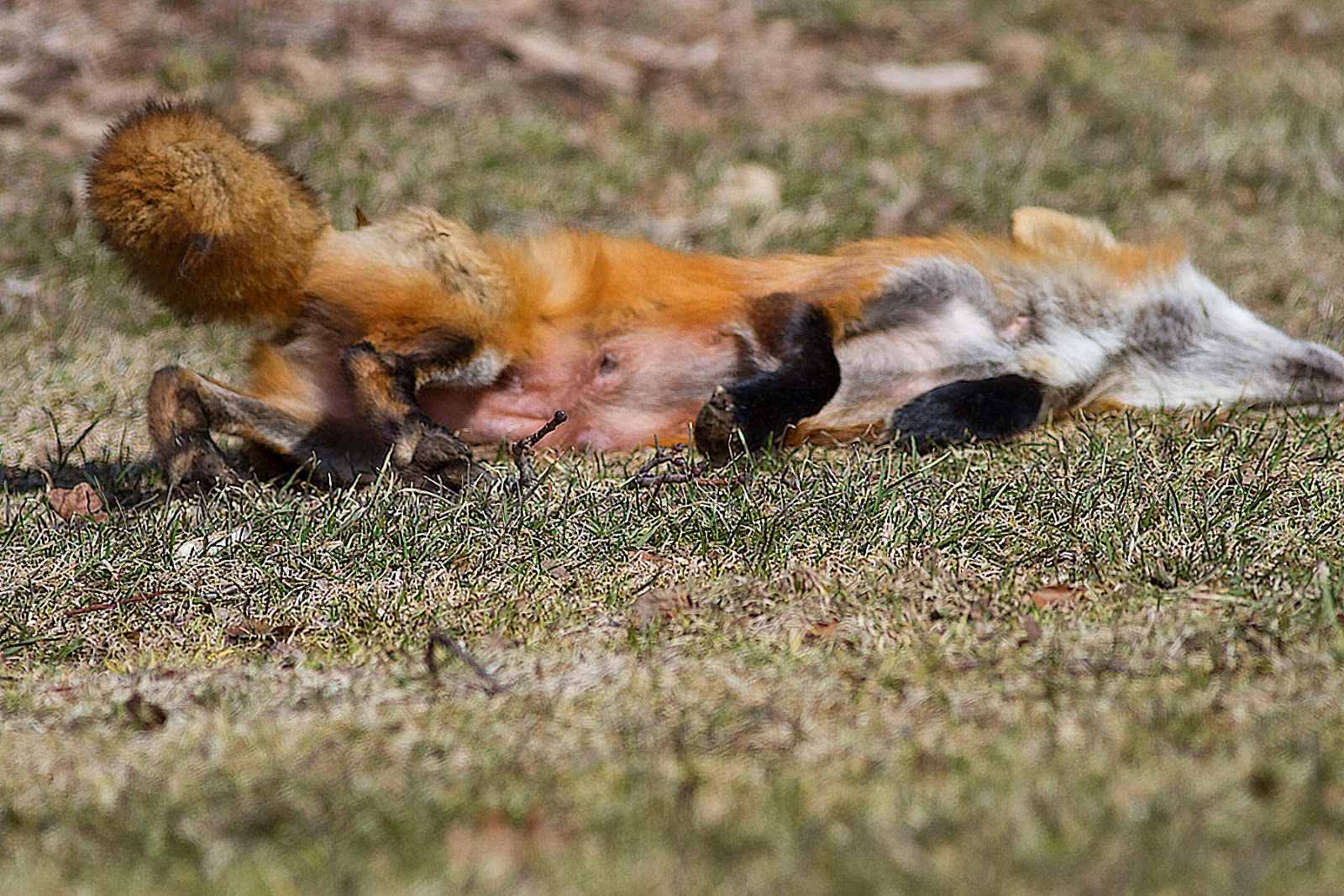 Ann Brokelman Photography: Red Fox with vole April 2014
