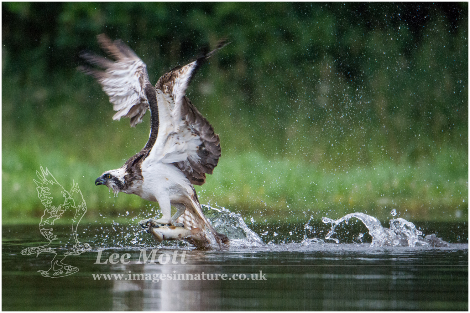 Lee Mott Photography