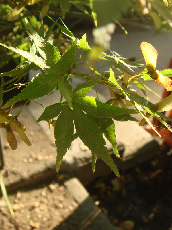 Fotografiando plantas: Arce japonés