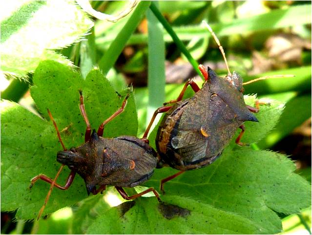 Insects of Scotland: True Bugs