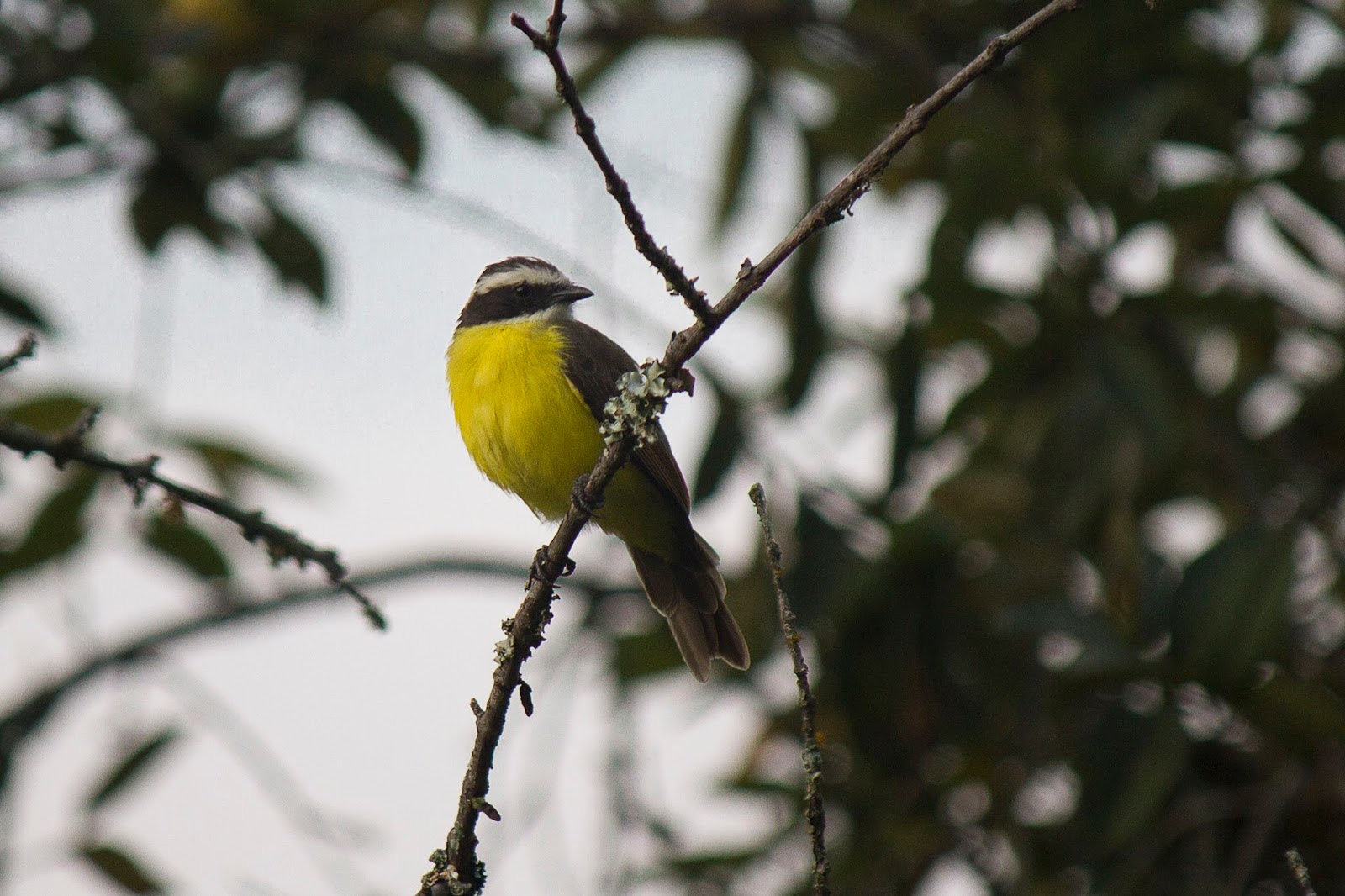 Avistamientos de Aves en Silvanìa (Cundinamarca - Colombia)