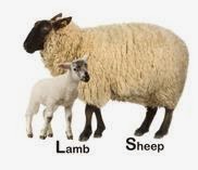 Animals and Thier young ones - Kutties Hour