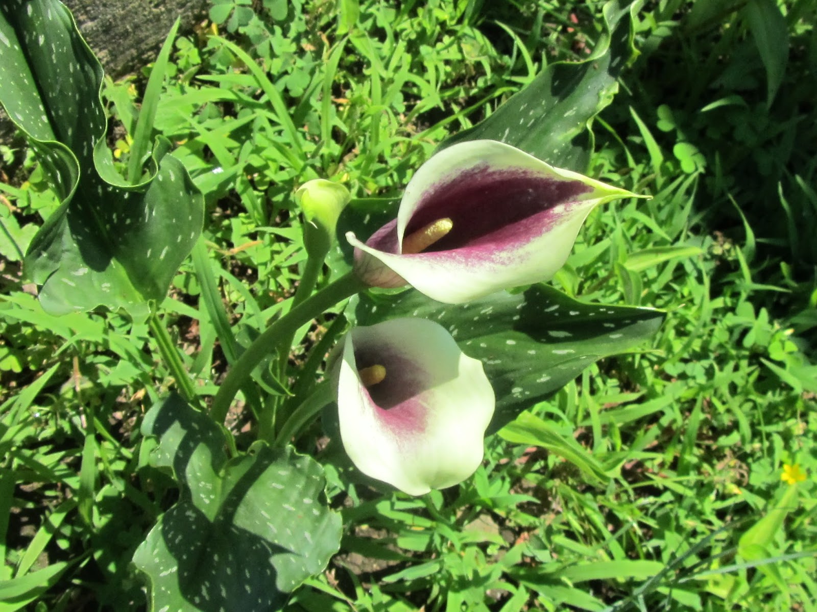 Dove Piantare le Calle (Zantedeschia sp.) ? Quando Fioriscono in Italia ...