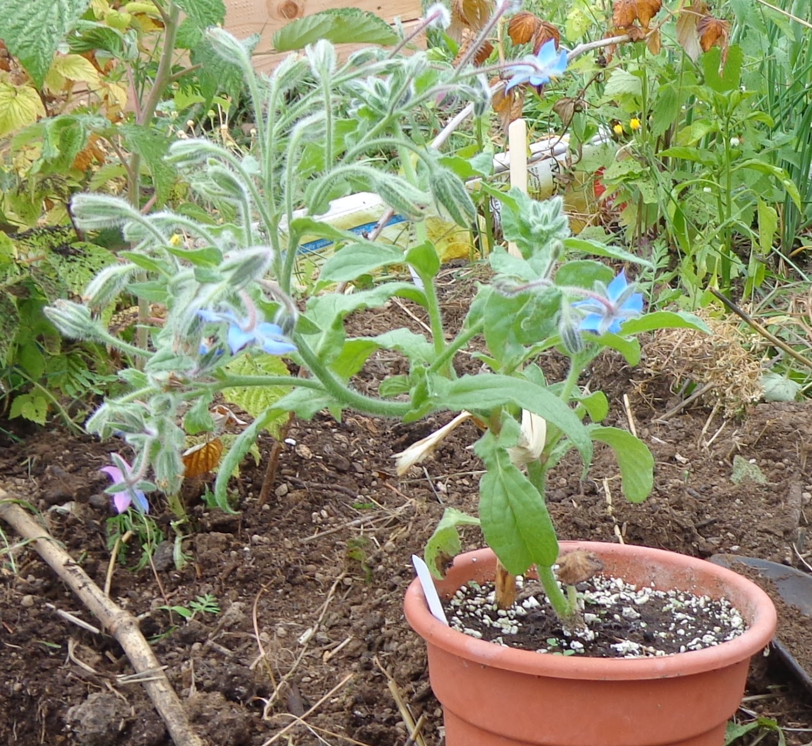 Daniel's Pacific NW Garden: Transplanting Borage