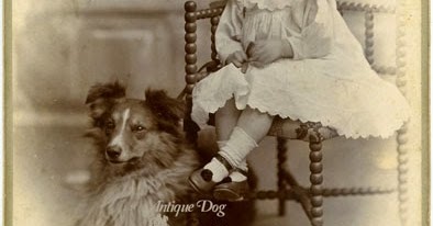 The Antique Dog Photograph Gallery: Winifred & Her Rough Collie