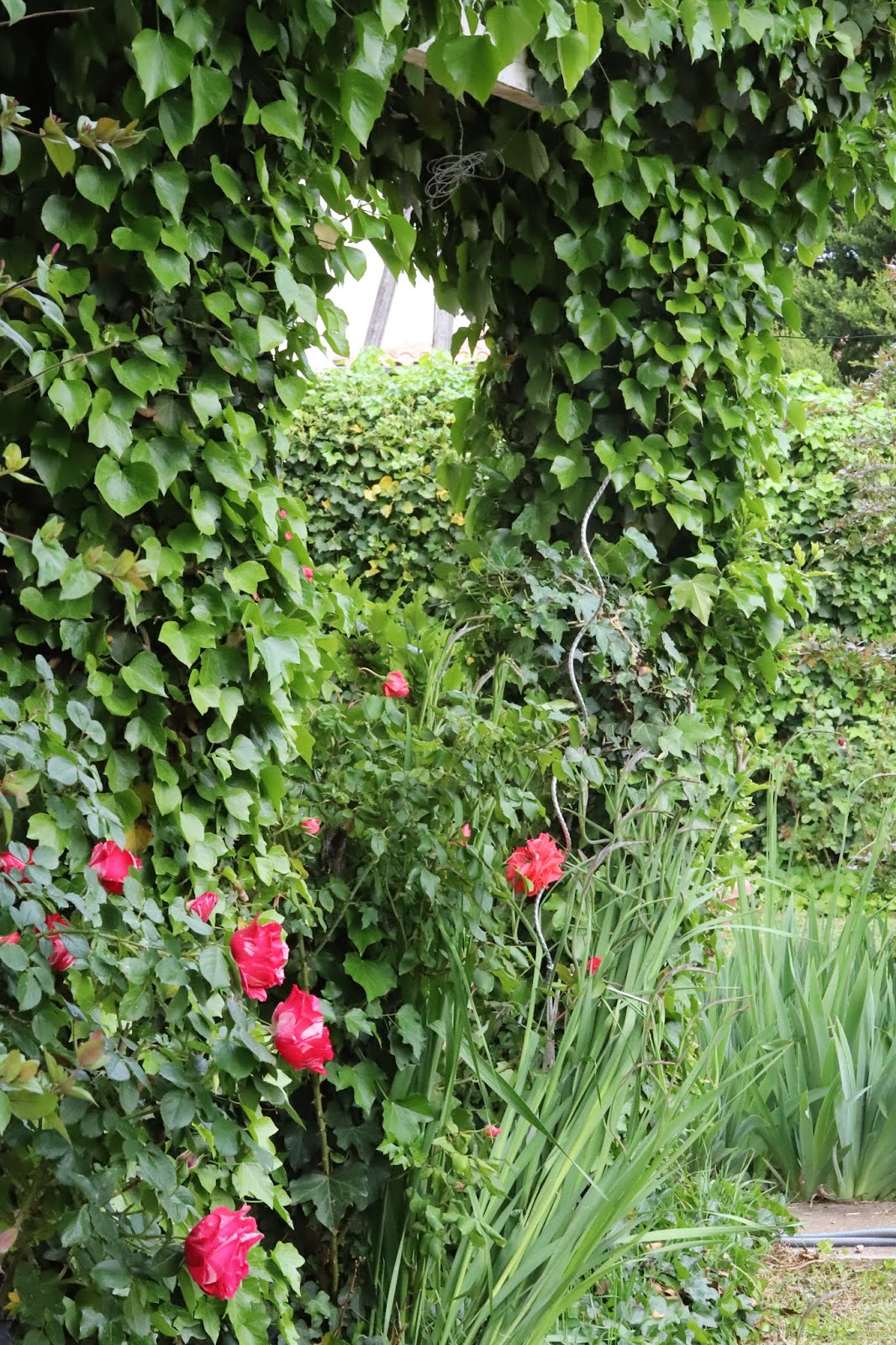 Souped-up Garden: Pairing Roses With Ivy; Plus Lilies Of The Valley ...