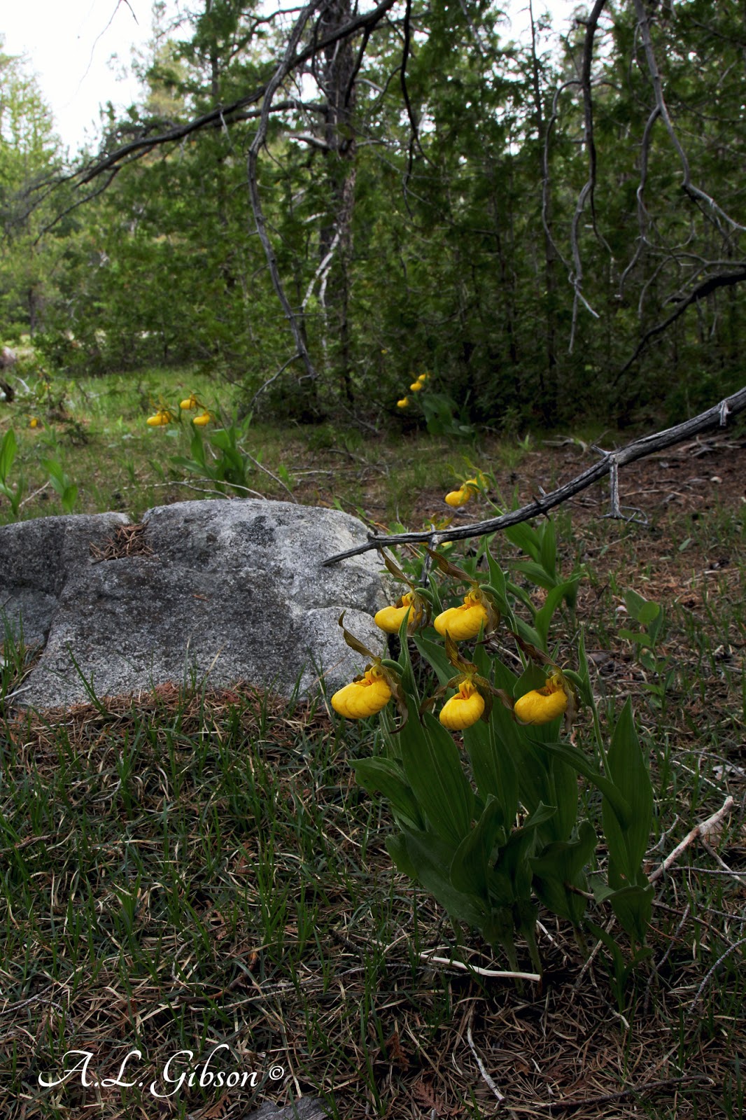 The Buckeye Botanist: The Bruce Peninsula Part VI: An Alvar Wonderland