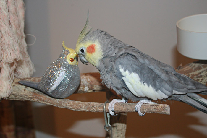 Shroomies Blog: Fat Fat Cockatiel