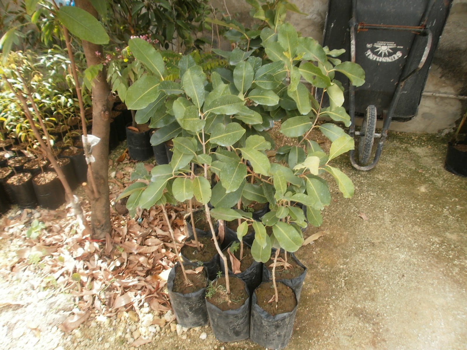 Ruth's Garden