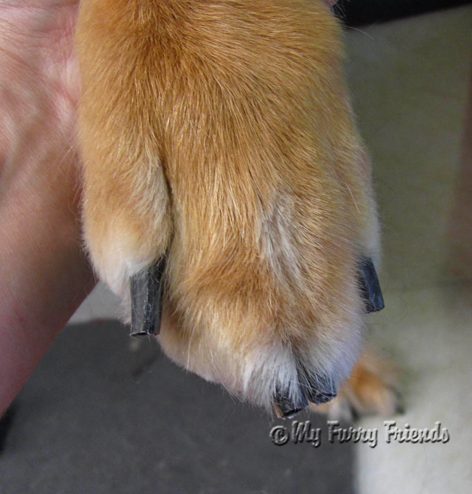 Pet Grooming: The Good, The Bad, & The Furry: Grooming a Shepard Mix