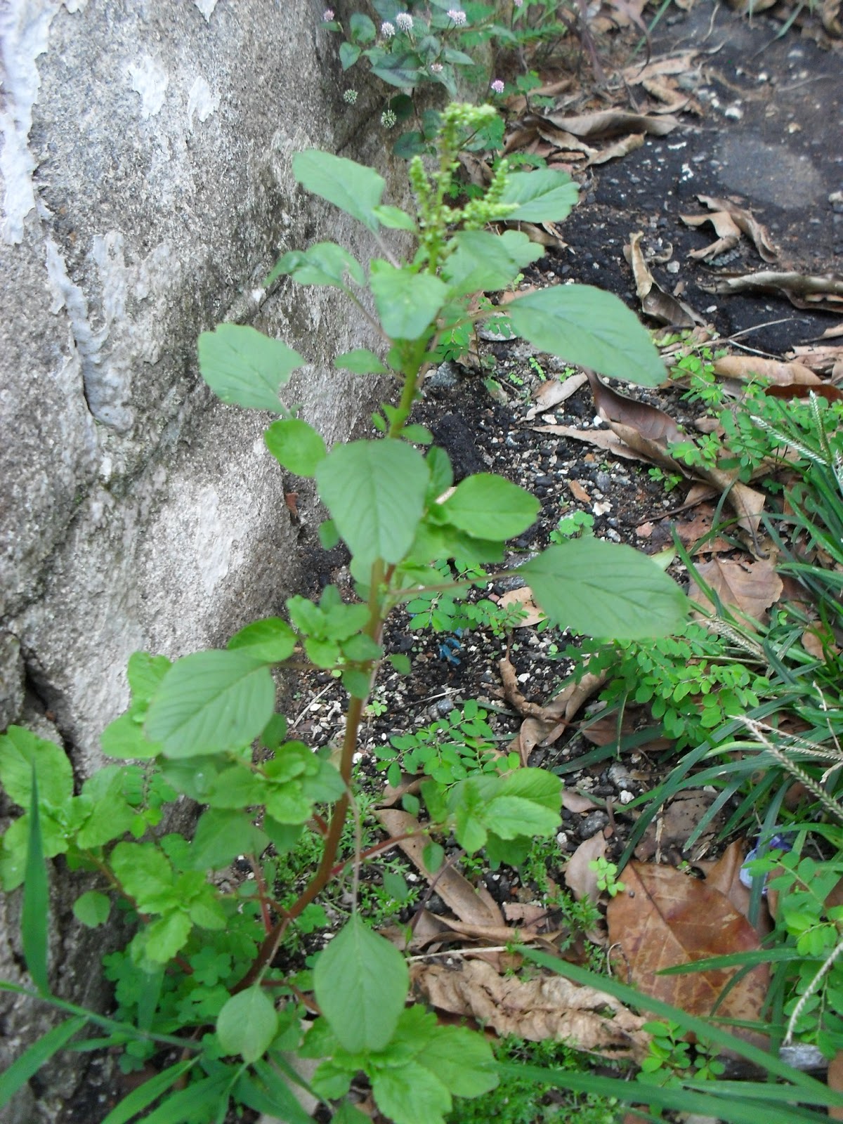 Sabores do Mato - Panc's e plantas medicinais: CARURU, bredo, Amaranthus sp