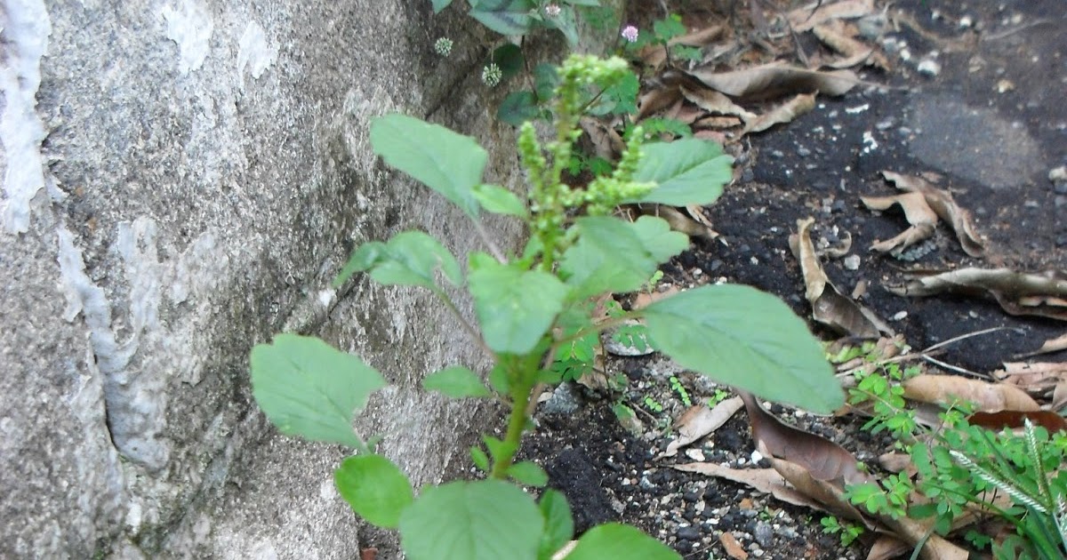 Sabores do Mato - Panc's e plantas medicinais: CARURU, bredo, Amaranthus sp
