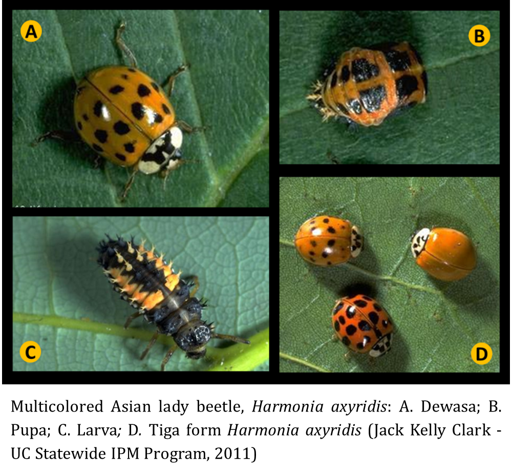 SERANGGA DAN PERLINDUNGAN TANAMAN: MULTICOLORED ASIAN LADY BEETLE ...